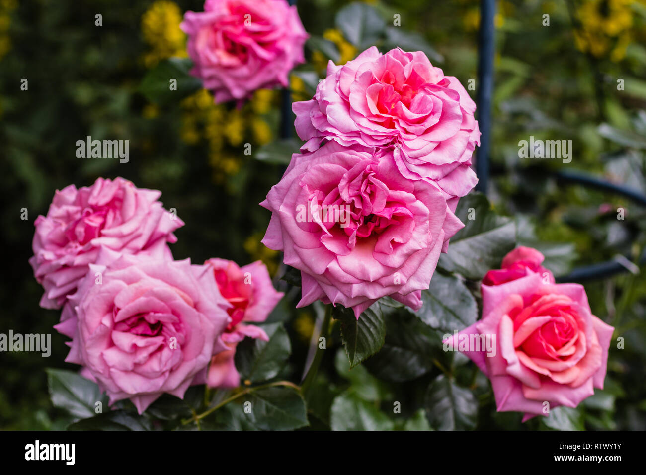 Beautiful aloha rose bush in bloom Stock Photo - Alamy