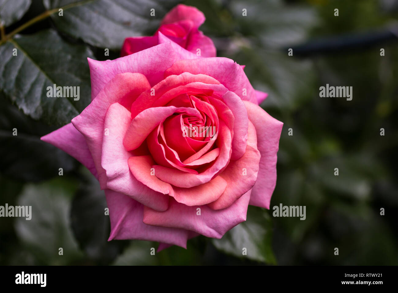 Aloha rose hi-res stock photography and images - Alamy