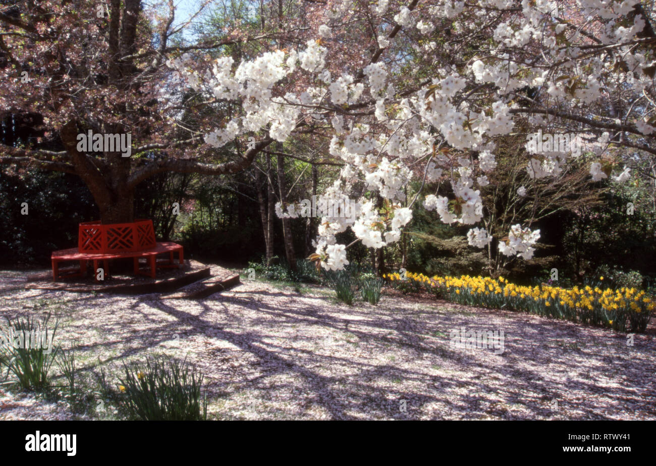 SPRING GARDEN AT MOUNT WILSON IN THE BLUE MOUNTAINS FEATURING DAFFODILS ...
