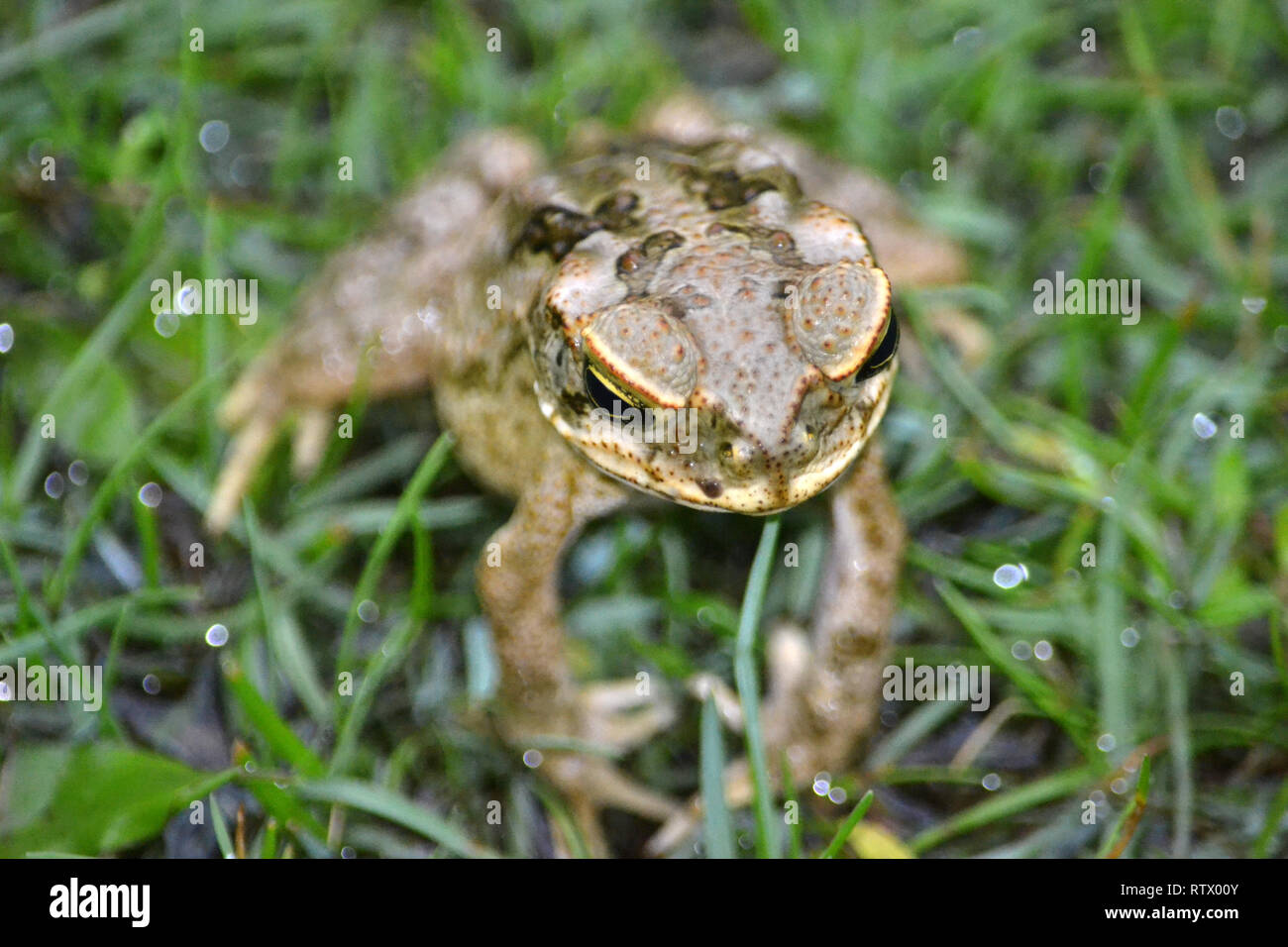 Cane toad in the ground, Rhinella marina, Viti Levu, Fiji Stock Photo ...
