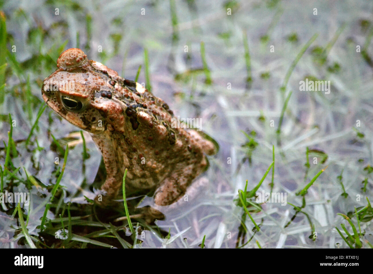 Cane toad in the ground, Rhinella marina, Viti Levu, Fiji Stock Photo ...