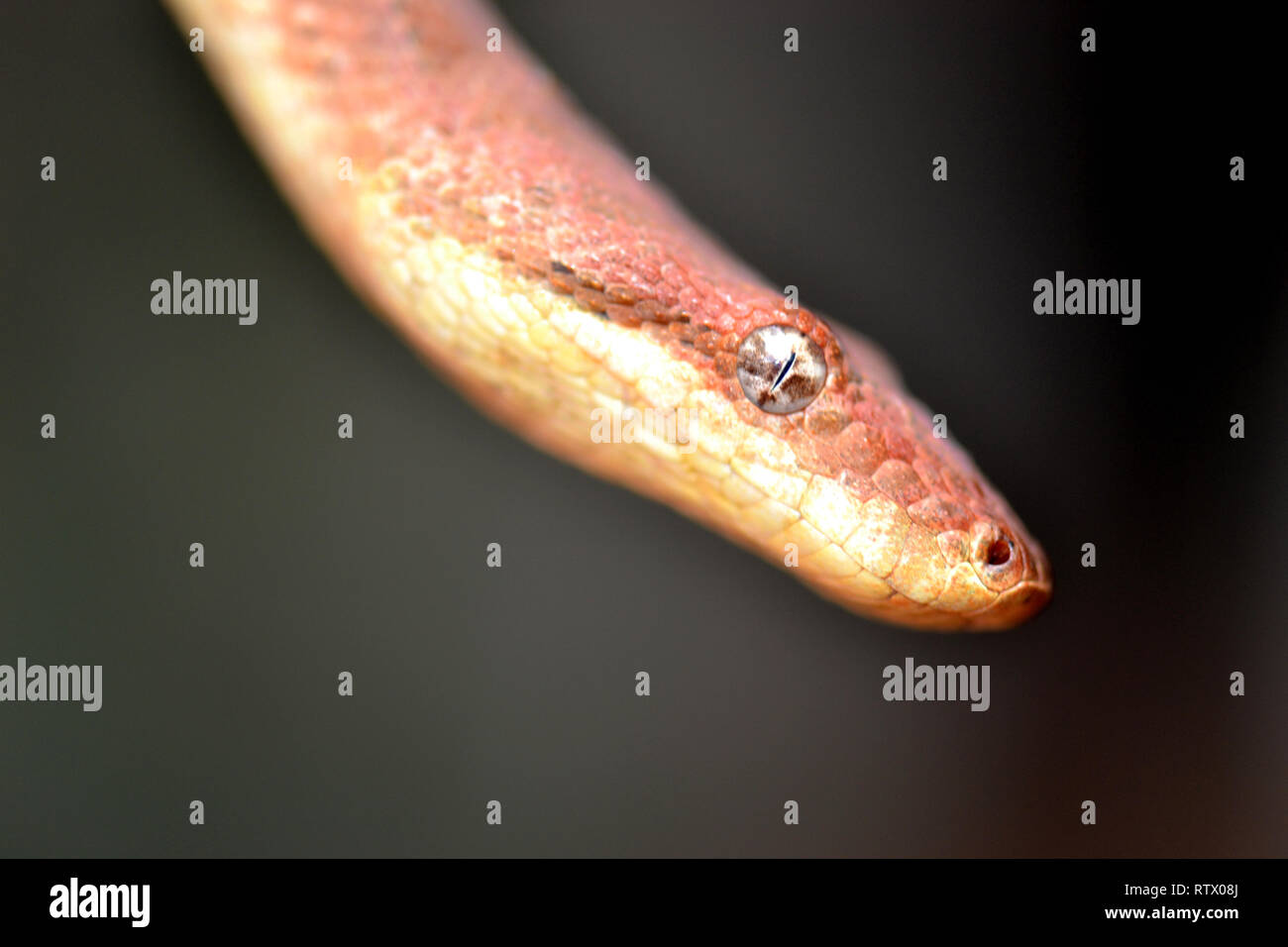 Head detail of a Fijian boa snake, Candoia bibroni, captive, Kula Eco ...