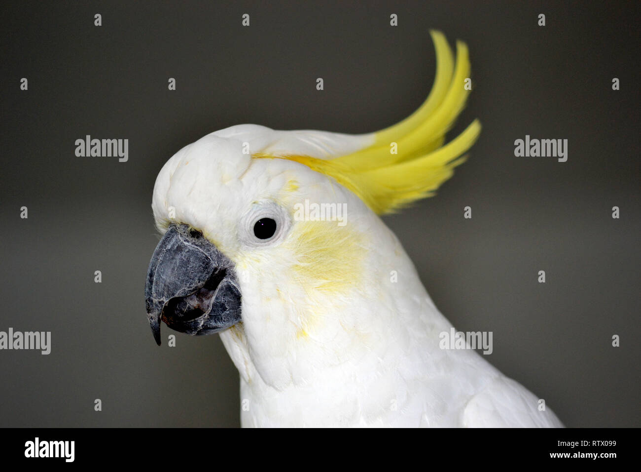 Sulphur-crested cockatoo, Cacatua galerita, captive, Kula Eco Park ...