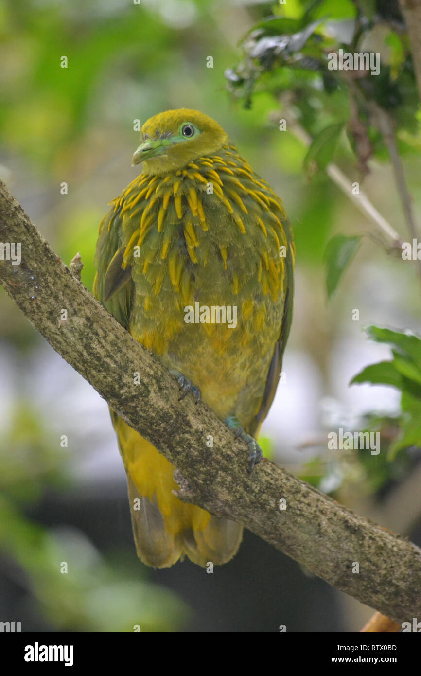 Golden fruit dove, Ptilinopus luteovirens, endemic bird of Fiji forests ...