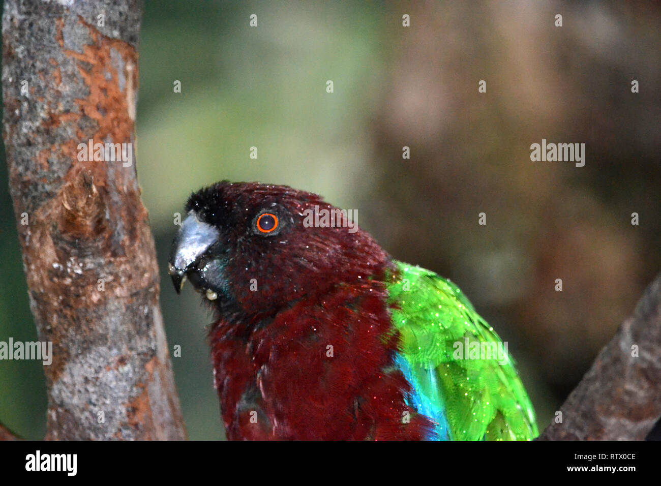 Red-breasted musk-parrot, Prosopeia tabuensis splendens, endemic to ...