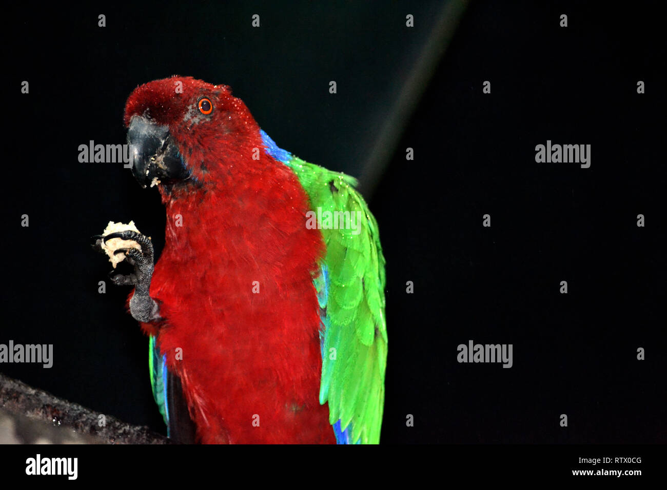 Red-breasted musk-parrot, Prosopeia tabuensis splendens, endemic to ...