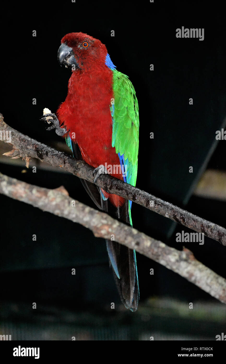 Shining parrot fiji hi-res stock photography and images - Alamy