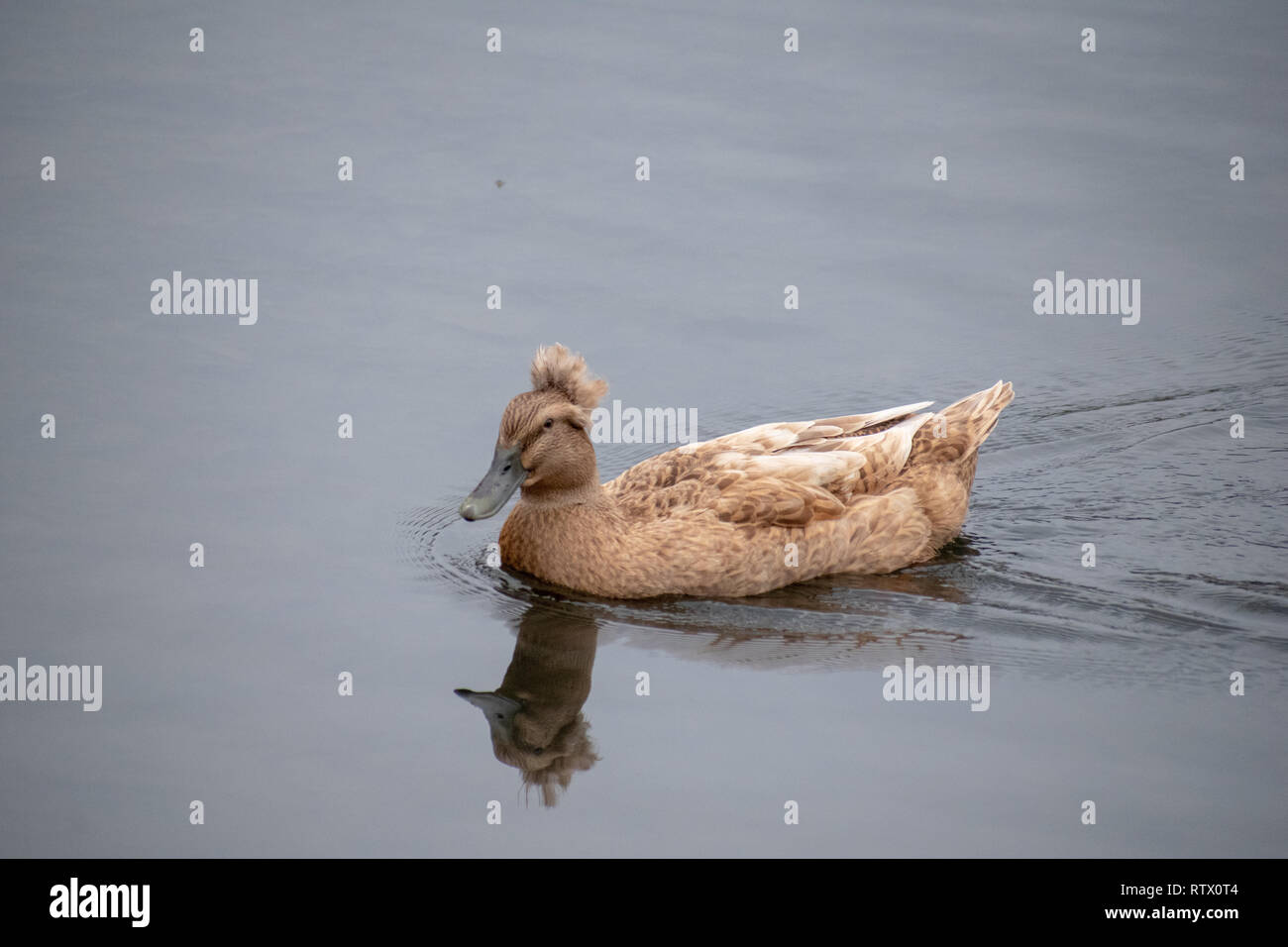 Man Bun Duck Stock Photo - Alamy
