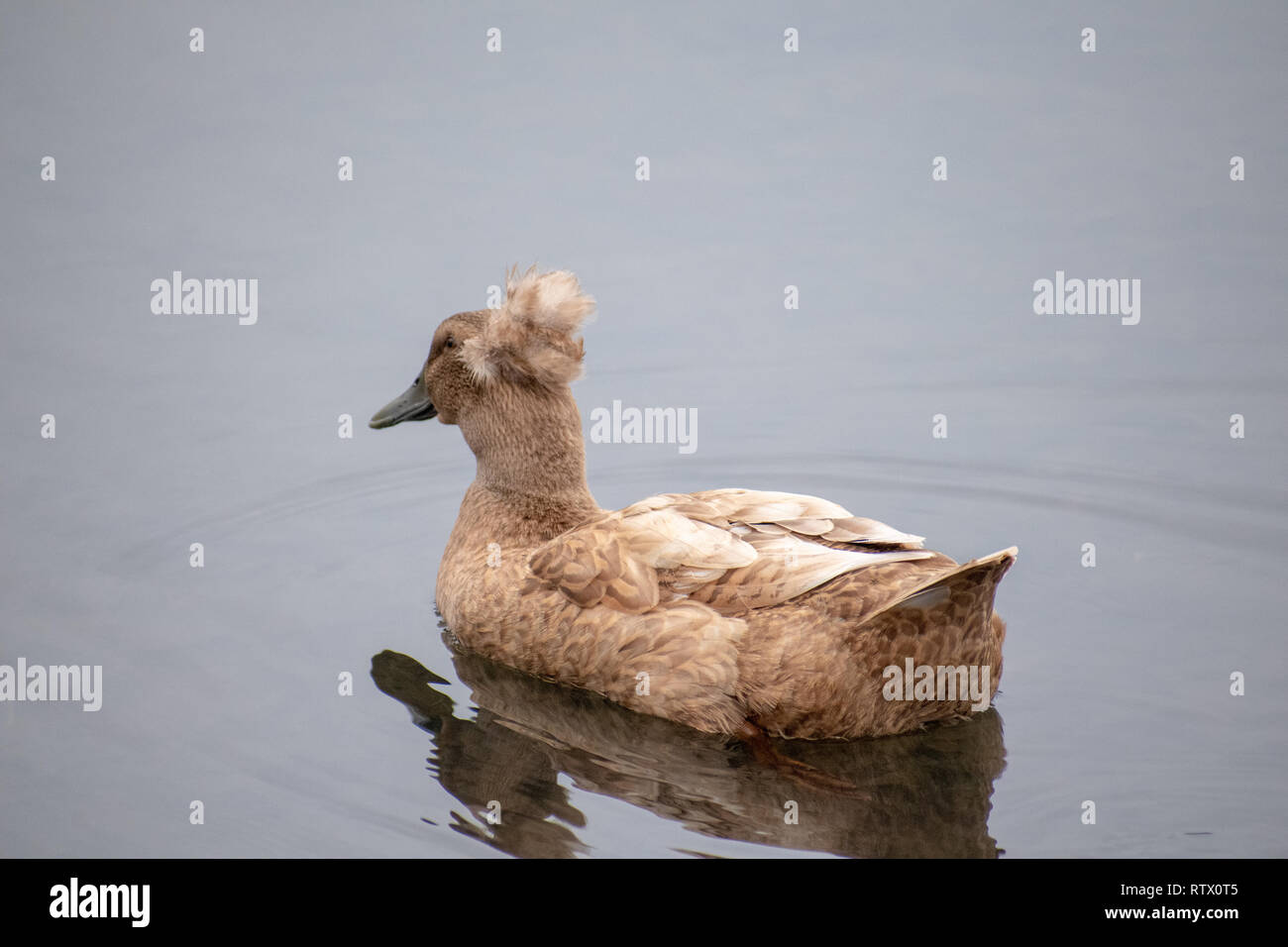 Man bun hi-res stock photography and images - Alamy