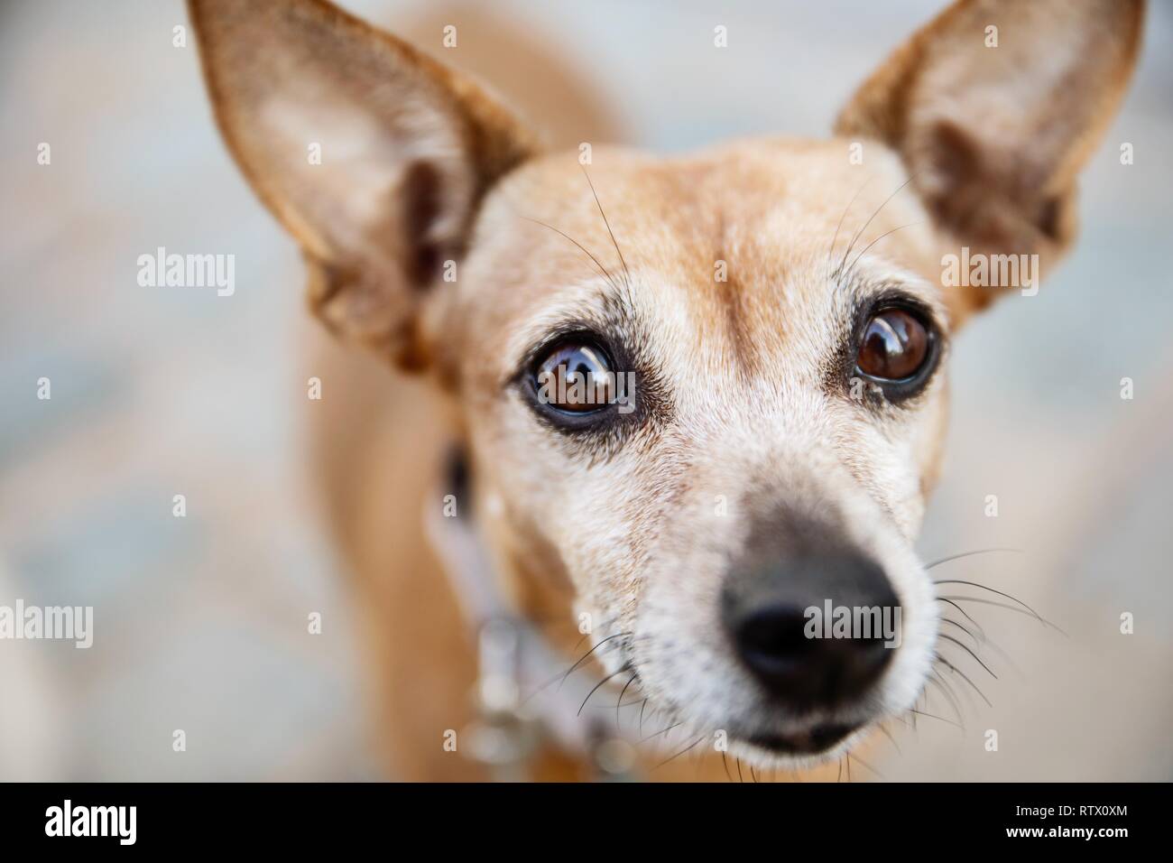 Miniature Pinscher Fox Terrier Mix