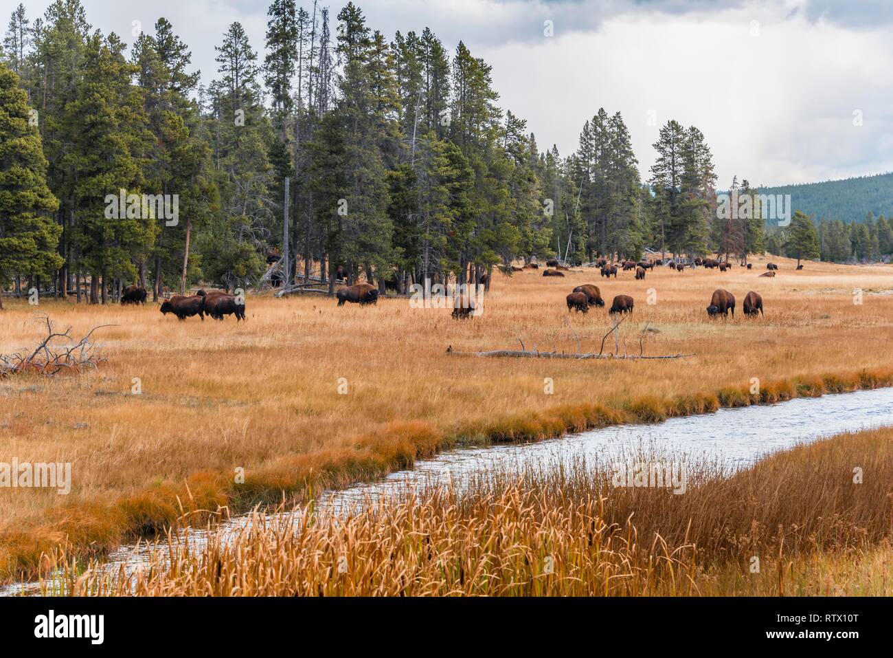 American Bisons (Bison bison), herd grazing, Yellowstone National Park ...
