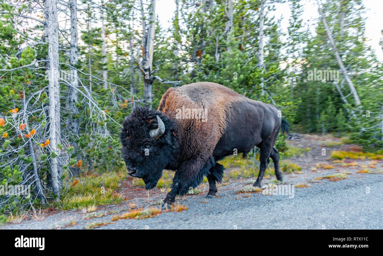Bison bull hi-res stock photography and images - Alamy