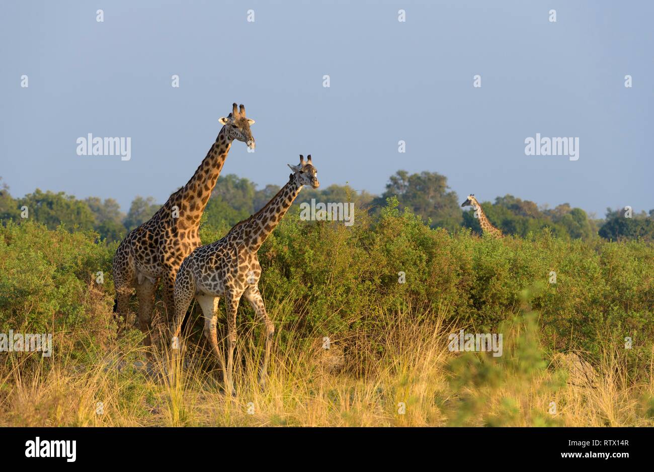 Rhodesian giraffes (Giraffa camelopardalis thornicrofti) in bush land ...