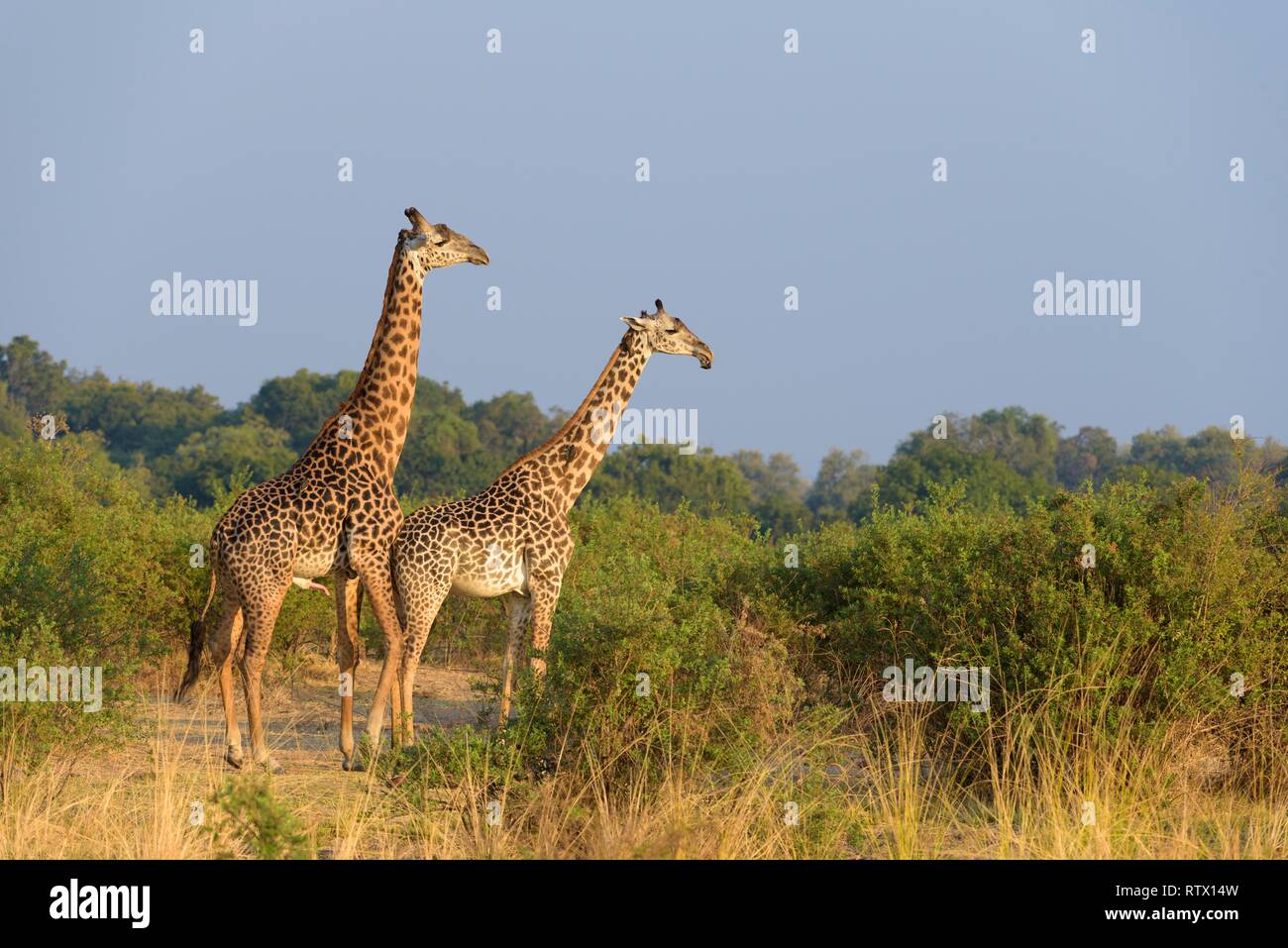 Rhodesian giraffes (Giraffa camelopardalis thornicrofti) at mating ...