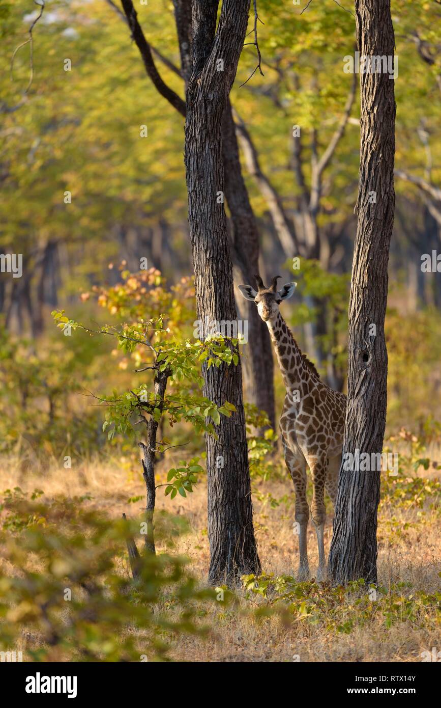 Rhodesian giraffe (Giraffa camelopardalis thornicrofti), young animal ...