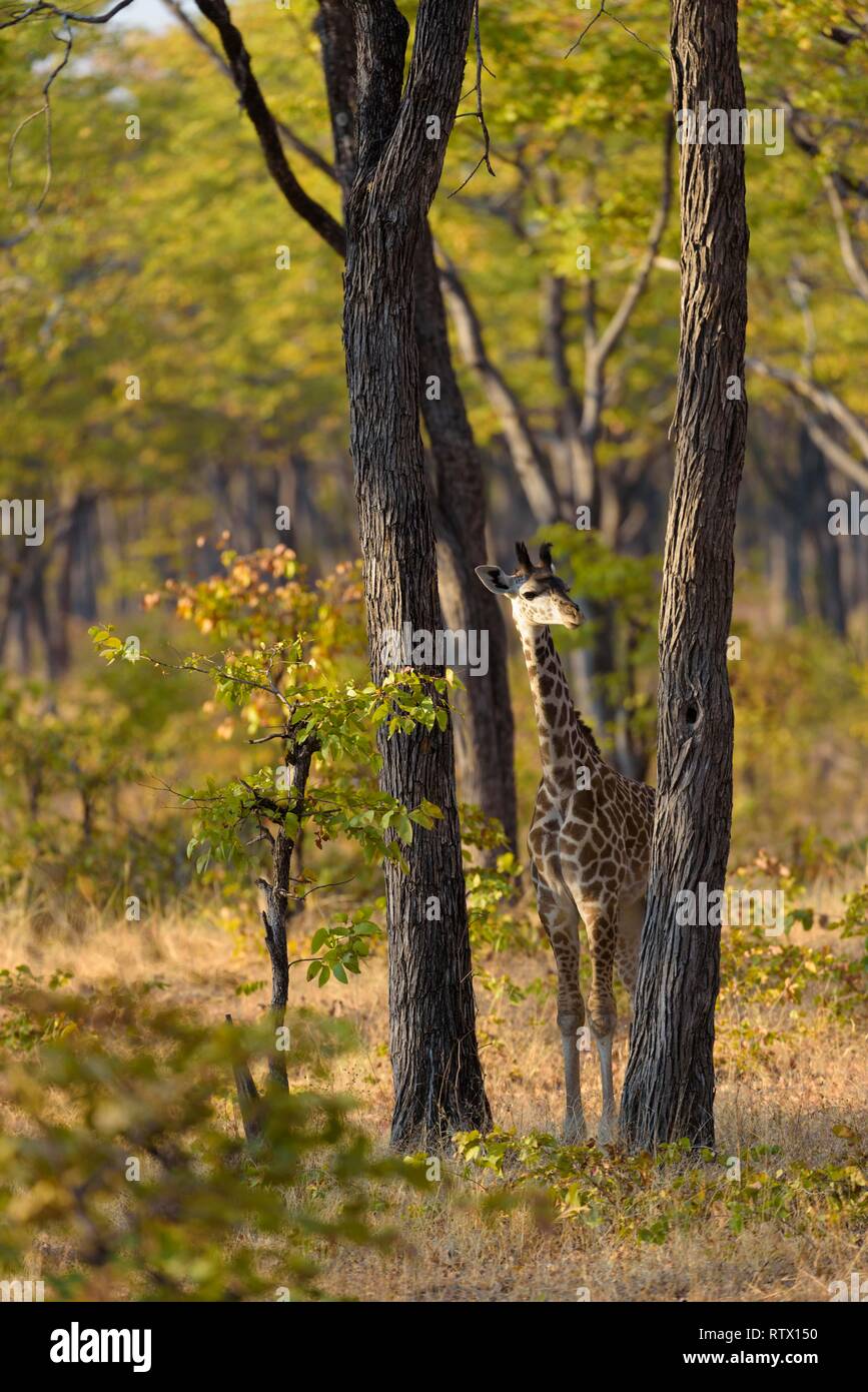 Rhodesian giraffe (Giraffa camelopardalis thornicrofti), young animal ...