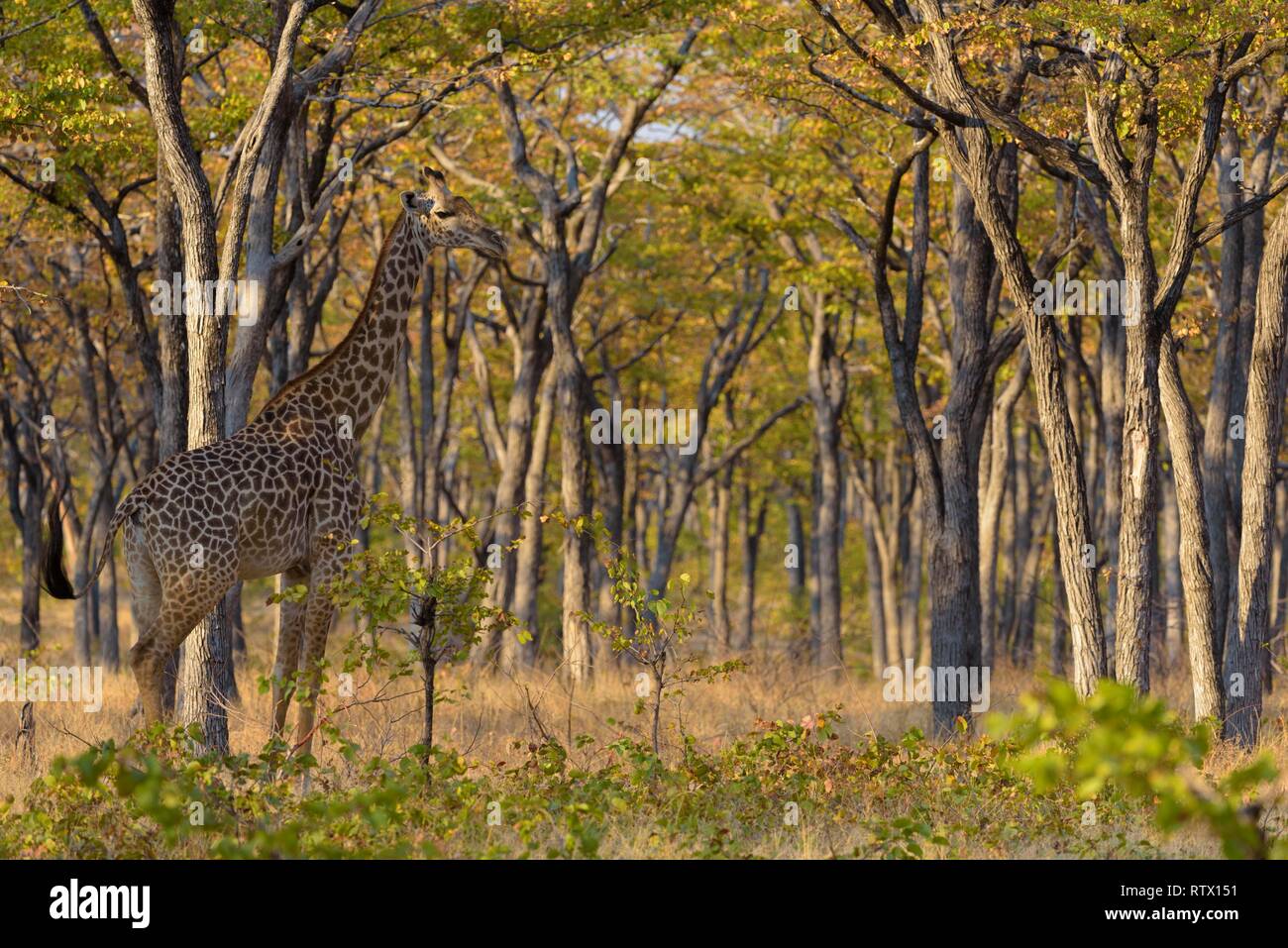 Rhodesian giraffe (Giraffa camelopardalis thornicrofti) stands between ...