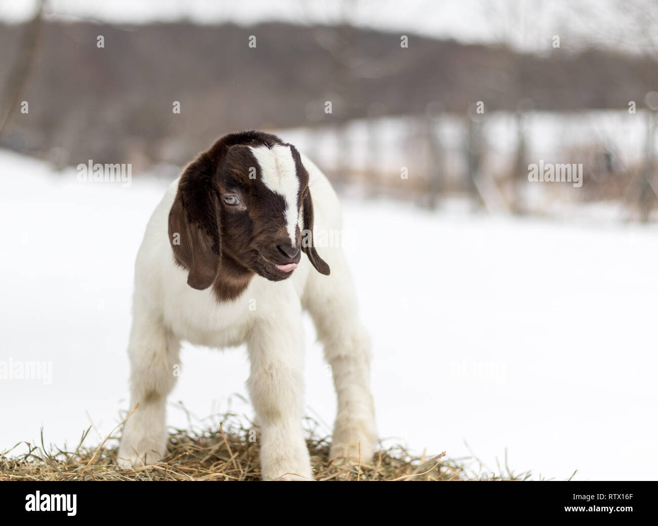 Spotted Boer Goat kid standing on hay bale in winter with snow Stock ...