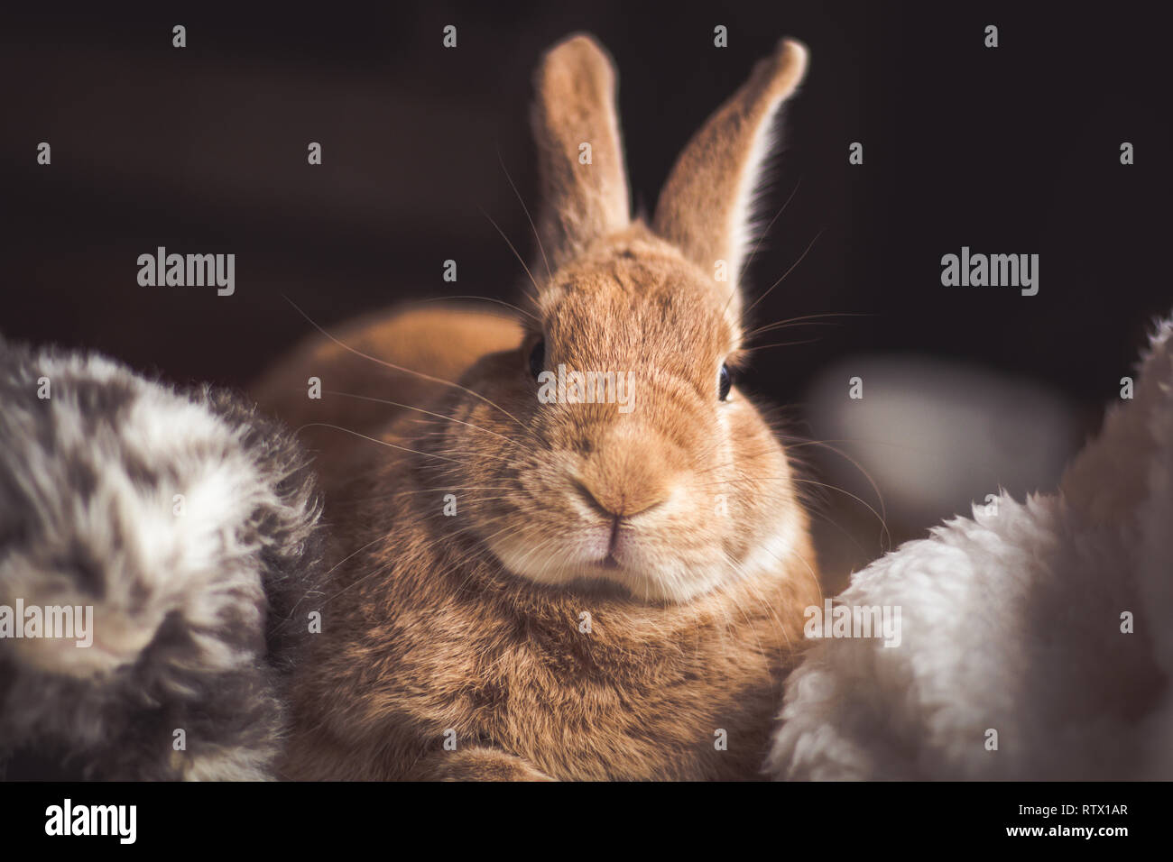 Rufus rabbit hi-res stock photography and images - Alamy