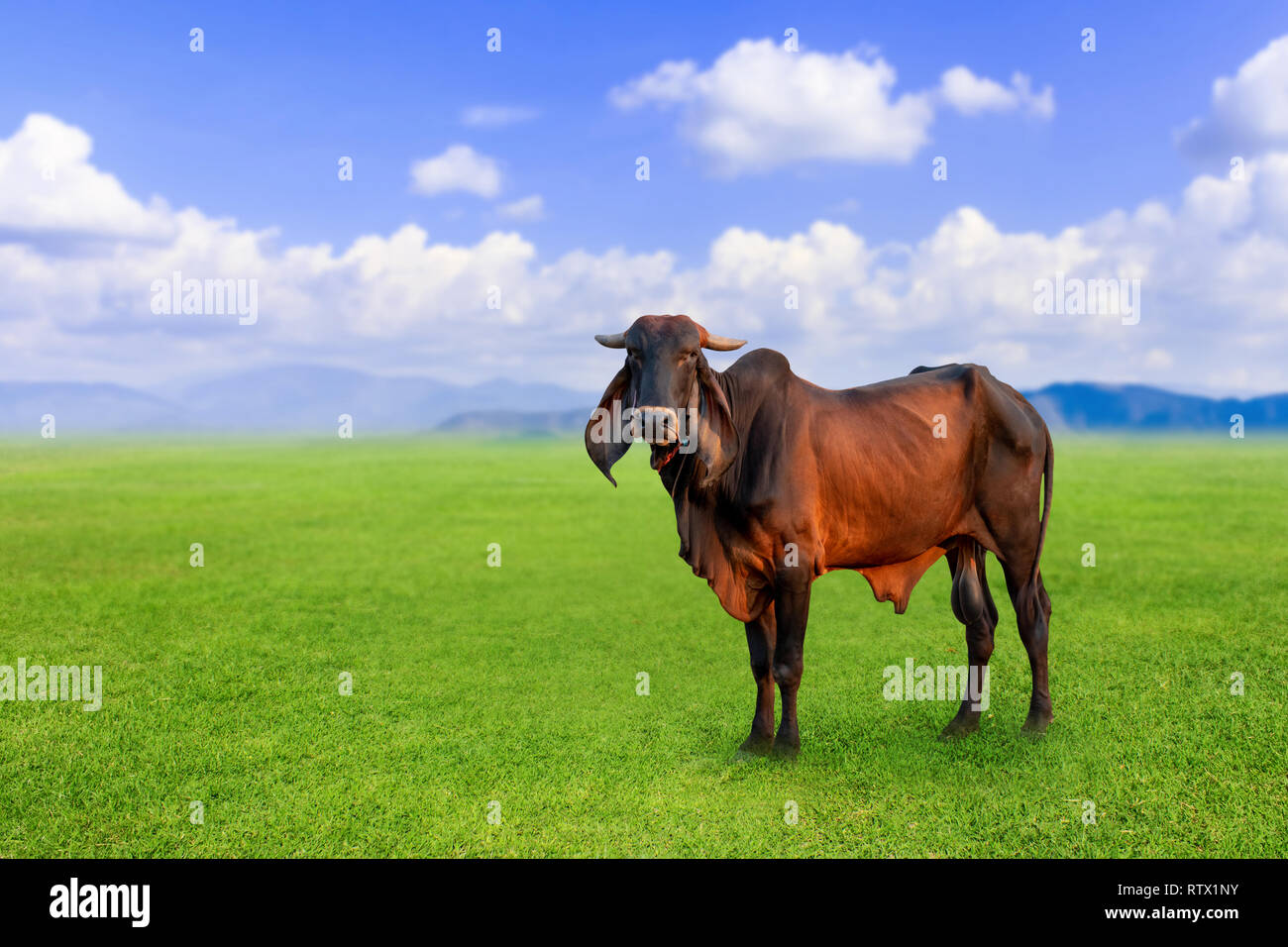 Brahman cow cows cattle grazing hi-res stock photography and images - Alamy