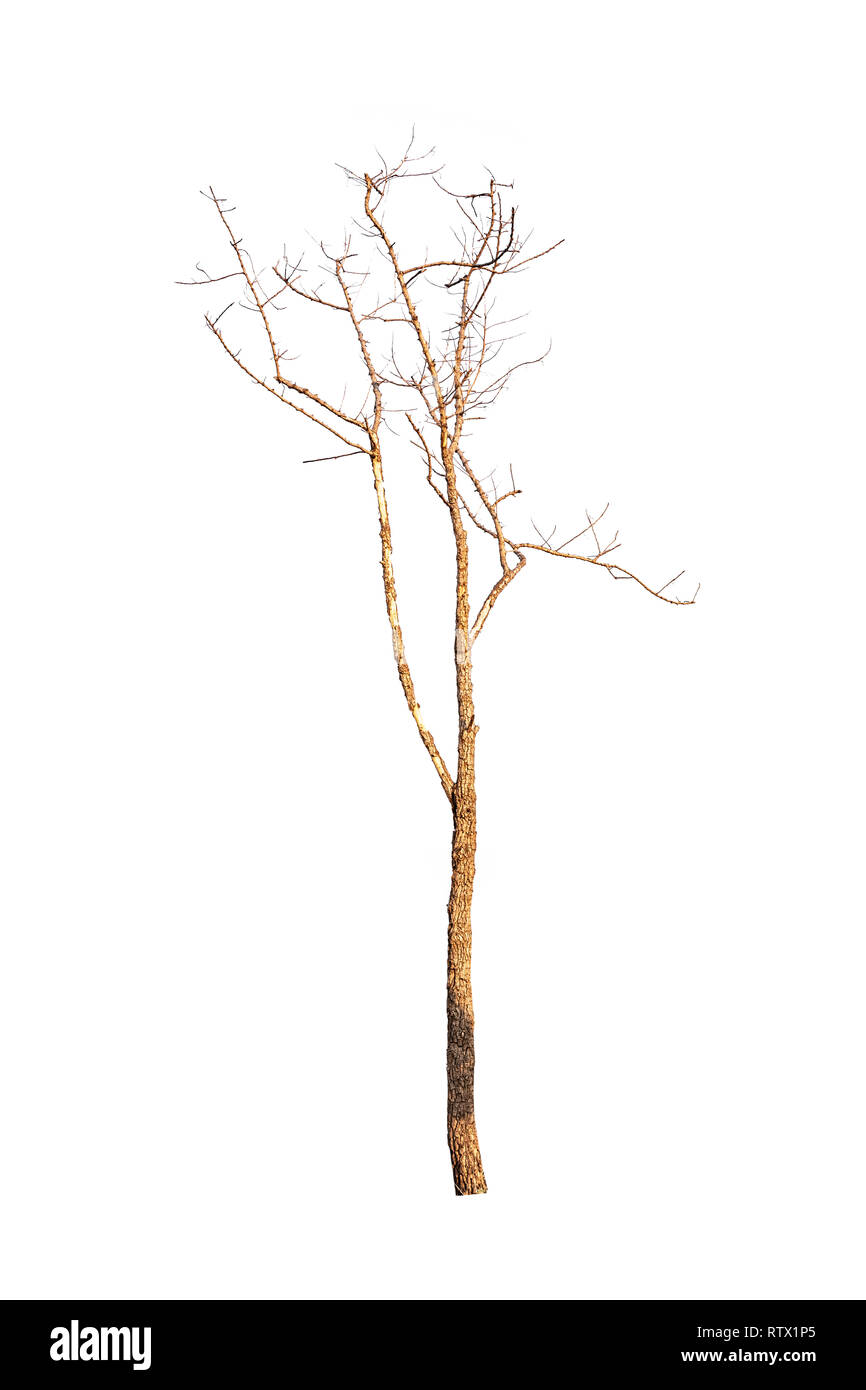 Single old and dead tree isolated on white background Stock Photo - Alamy