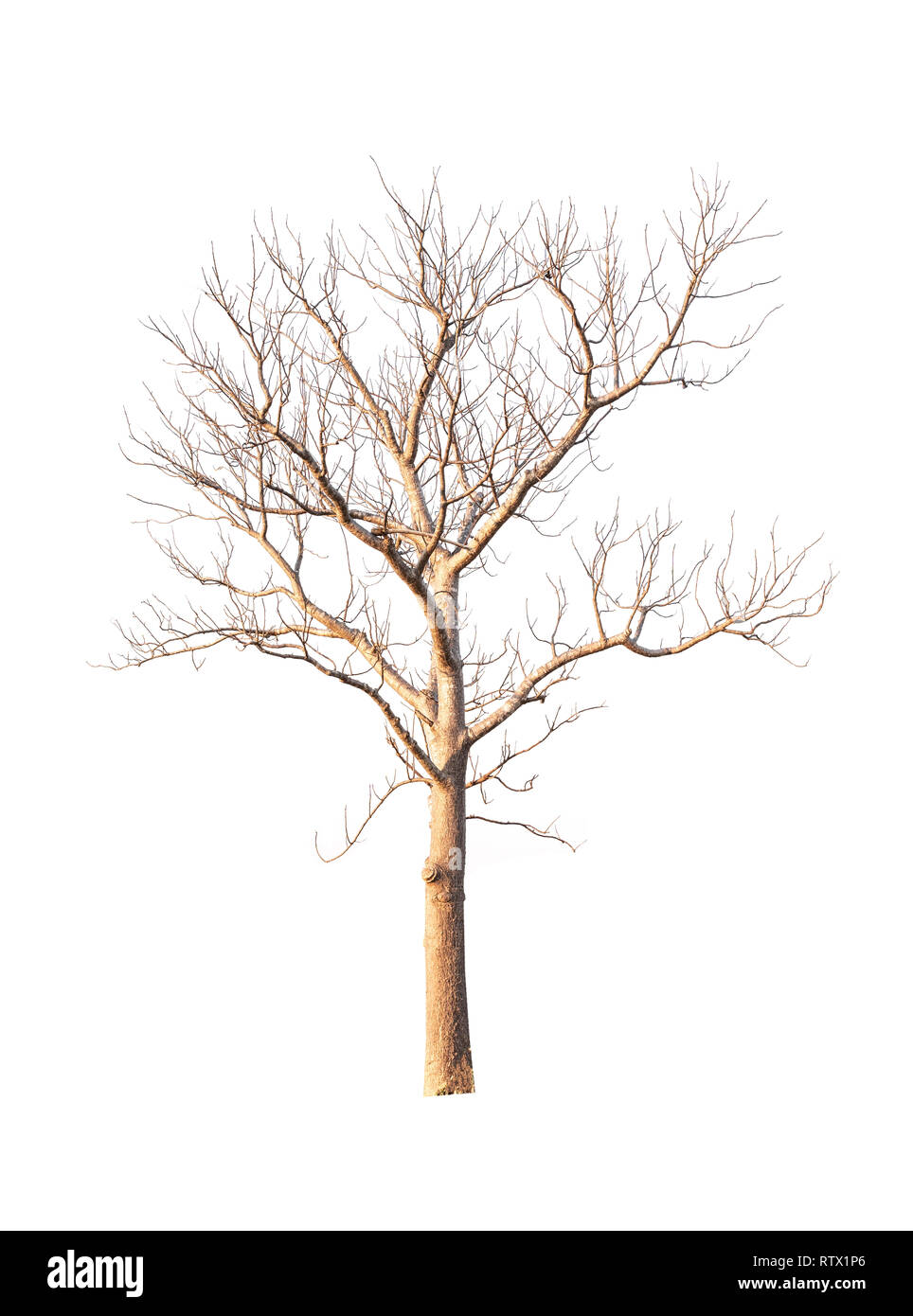 Single old and dead tree isolated on white background Stock Photo - Alamy