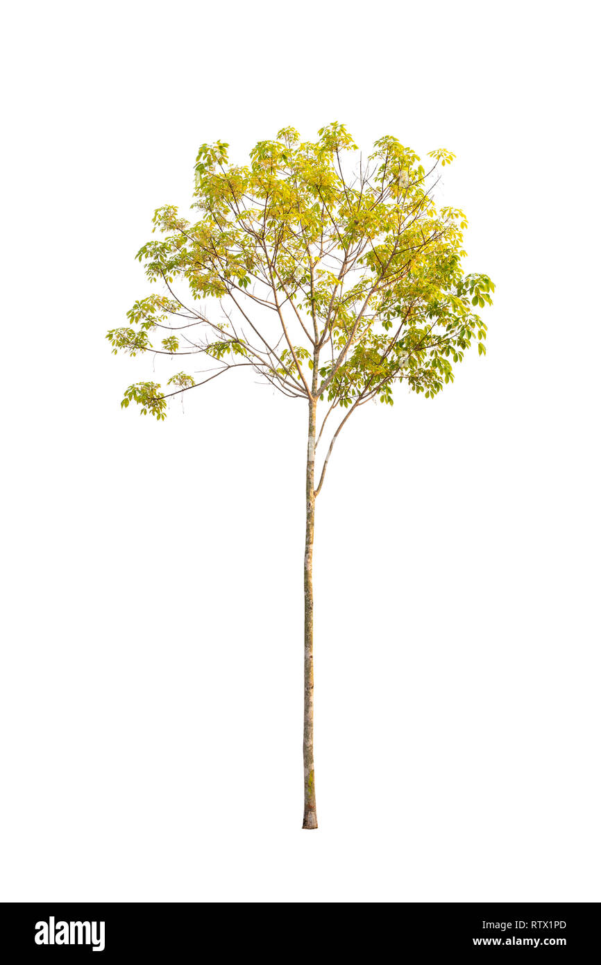 Isolated rubber trees on white background Stock Photo - Alamy