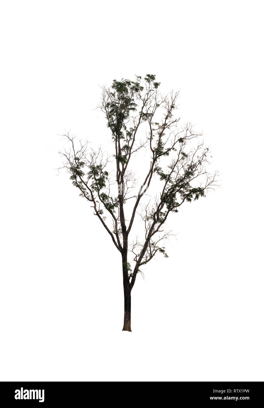 Single old and dead tree isolated on white background Stock Photo - Alamy