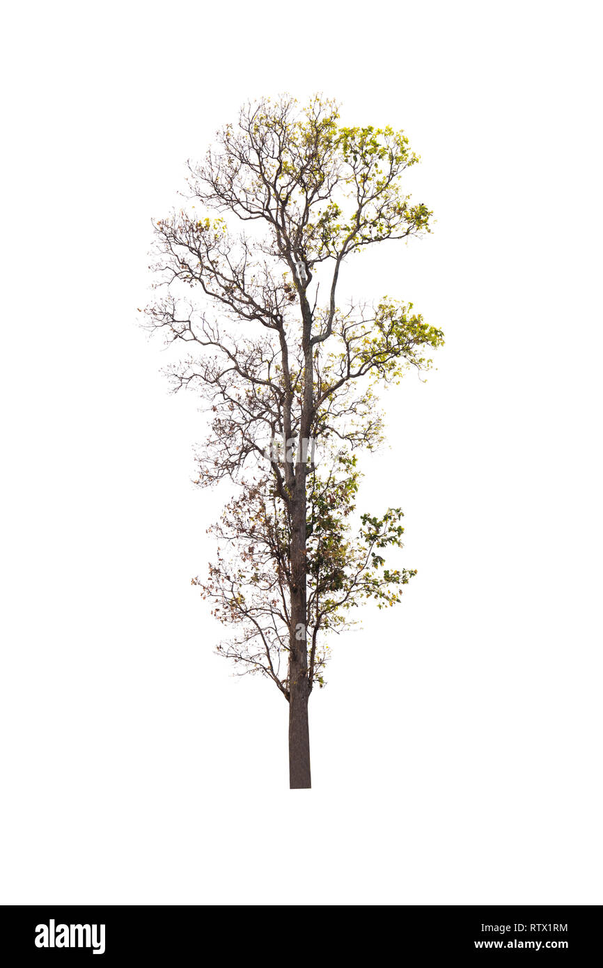 Single old and dead tree isolated on white background Stock Photo - Alamy
