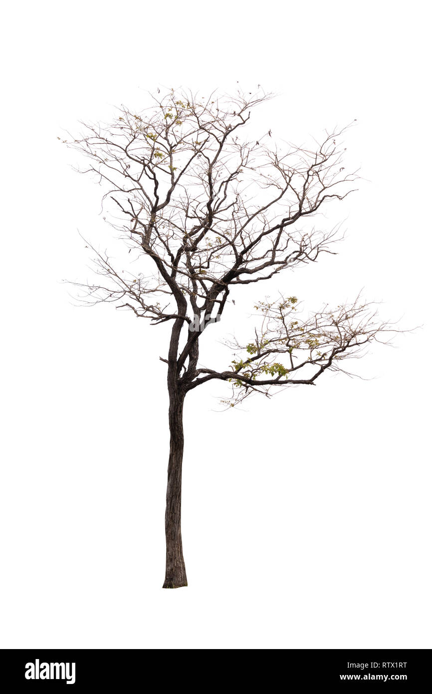 Single old and dead tree isolated on white background Stock Photo - Alamy
