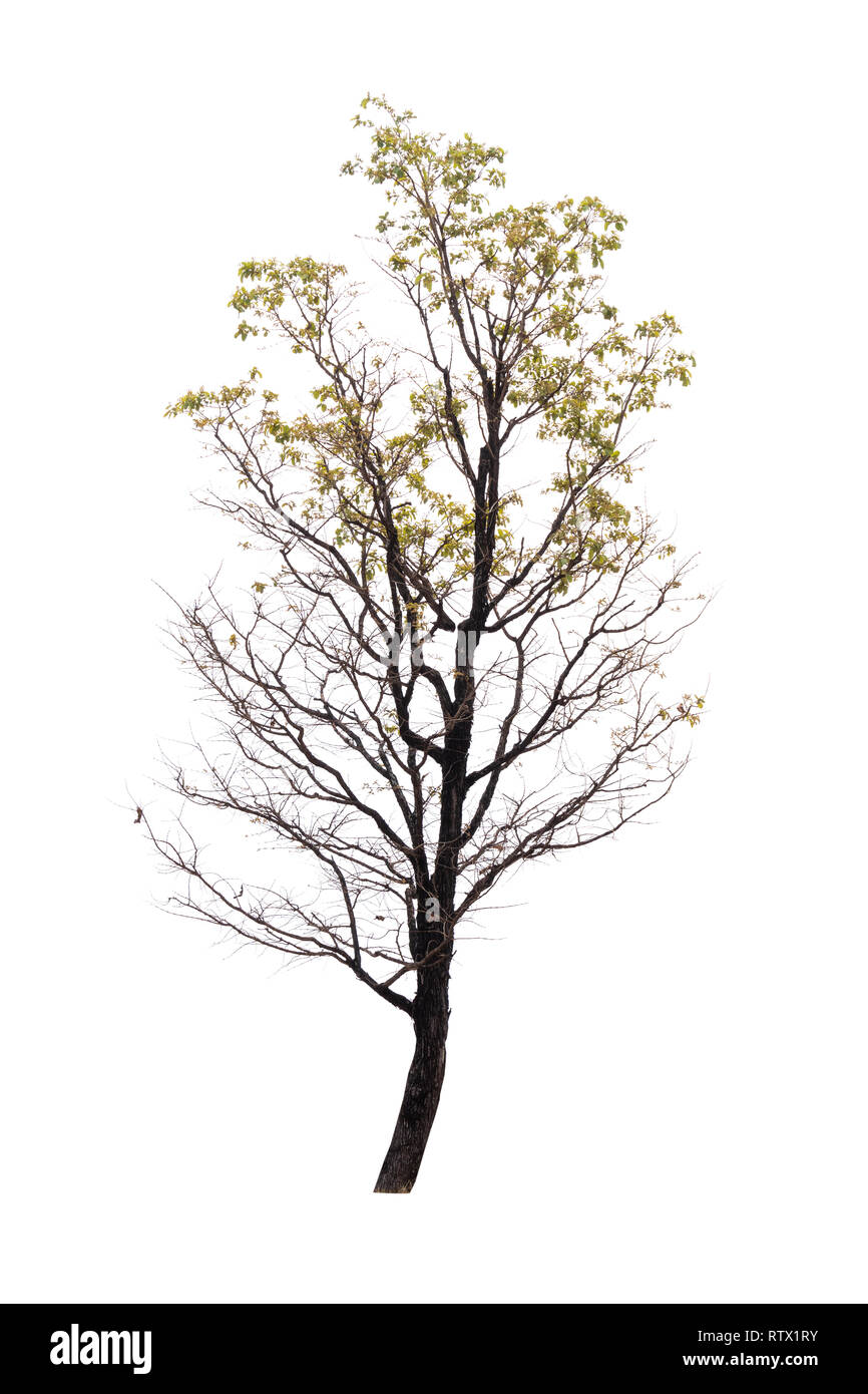 Single old and dead tree isolated on white background Stock Photo - Alamy