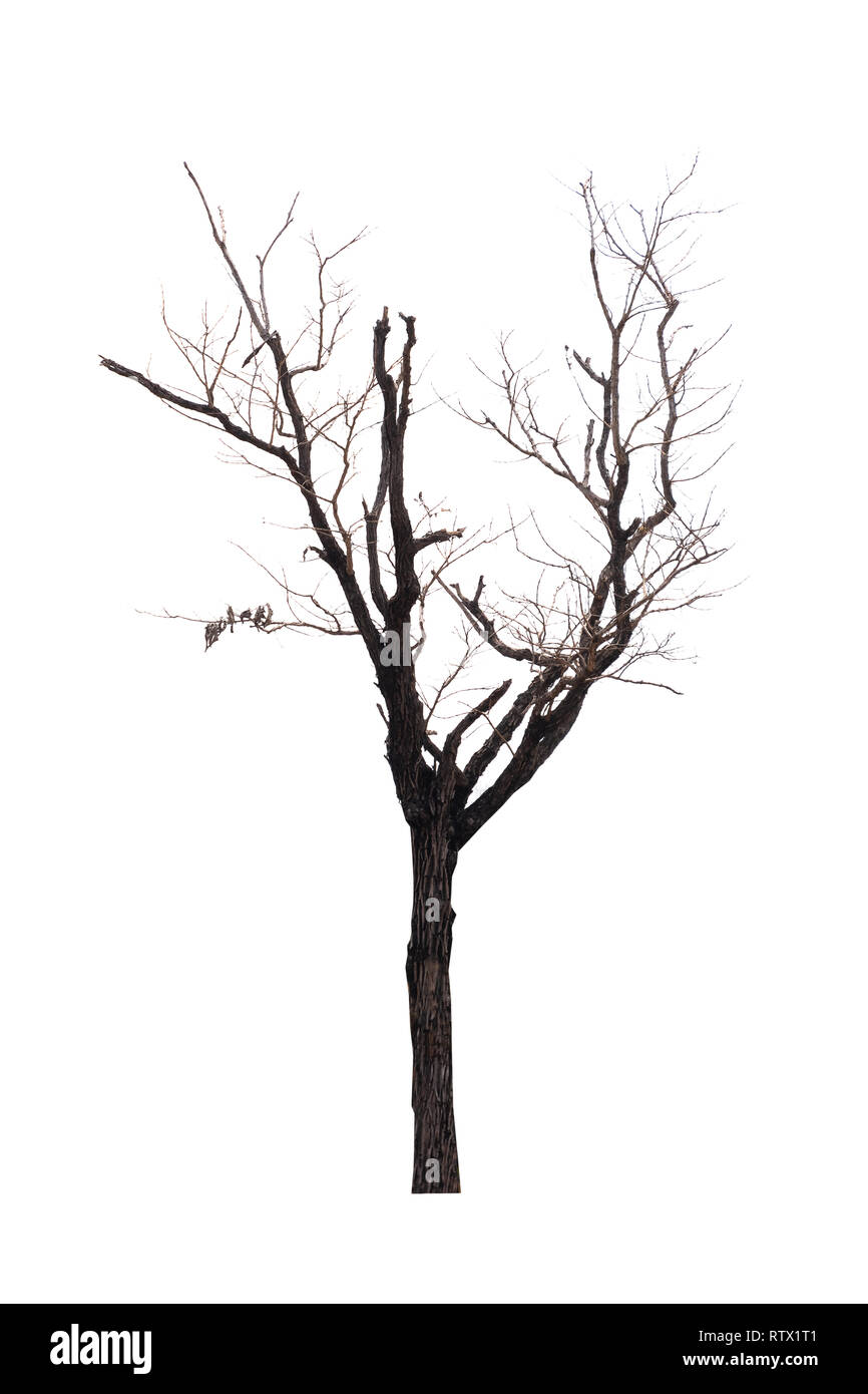 Single old and dead tree isolated on white background Stock Photo - Alamy
