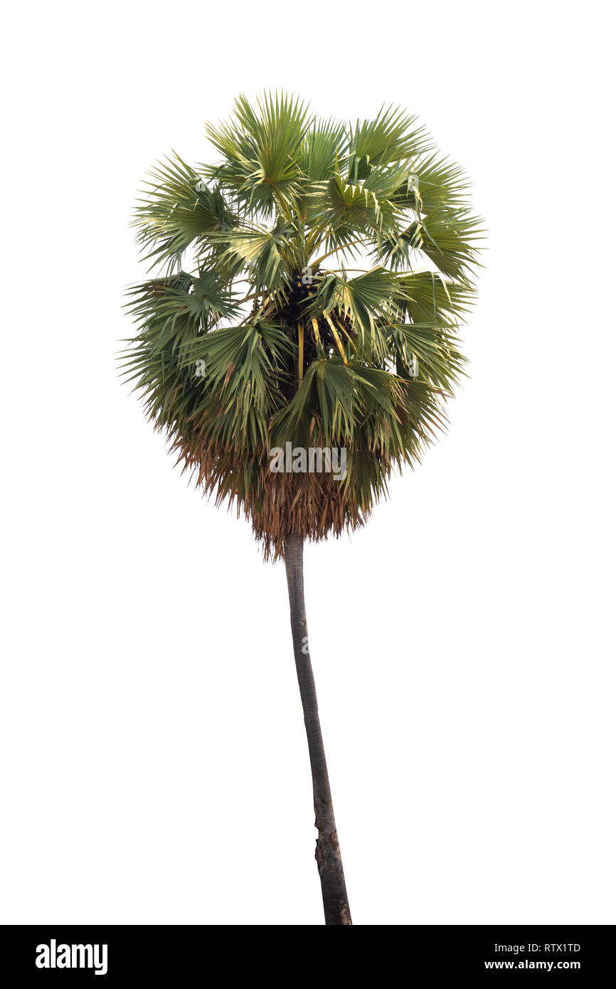 Sugar Palm Tree Lg. Taiwan Dwarf Sugar Palm Tree (arenga Engleri)