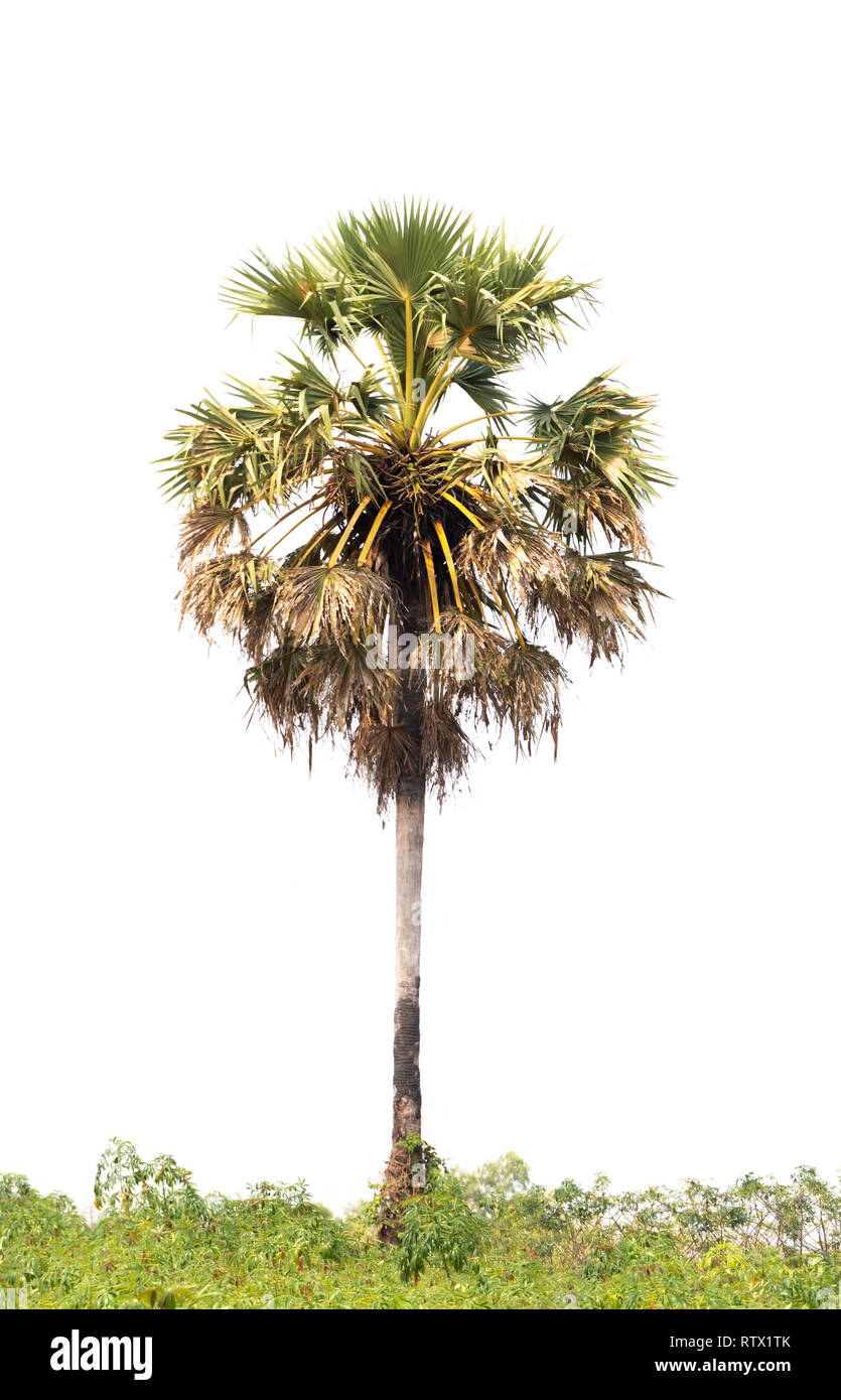 Sugar palm trees isolated on white background Stock Photo - Alamy