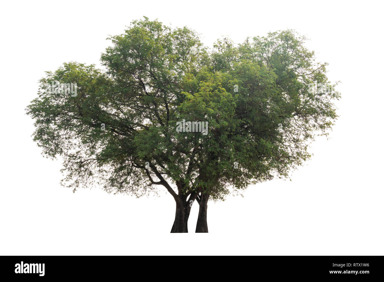 Tamarind tree hi-res stock photography and images - Alamy