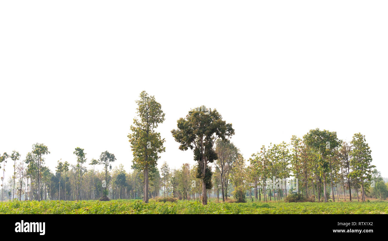 View of a High definition Treeline isolated on a white background Stock ...