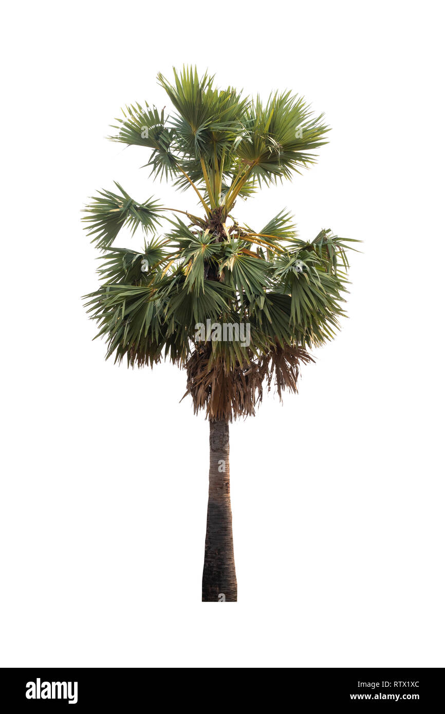 Sugar palm trees isolated on white background Stock Photo - Alamy