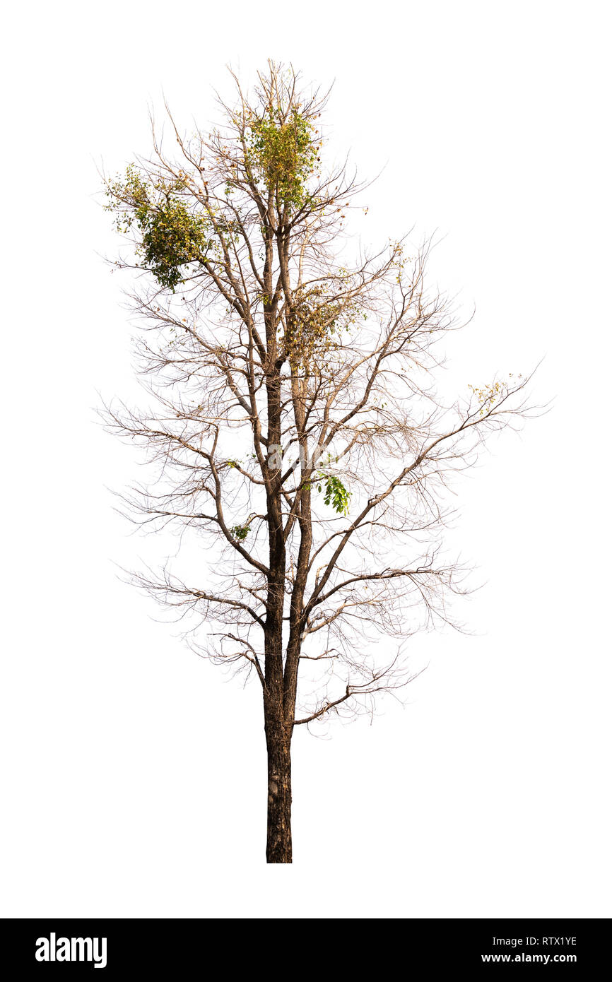 Single old and dead tree isolated on white background Stock Photo - Alamy