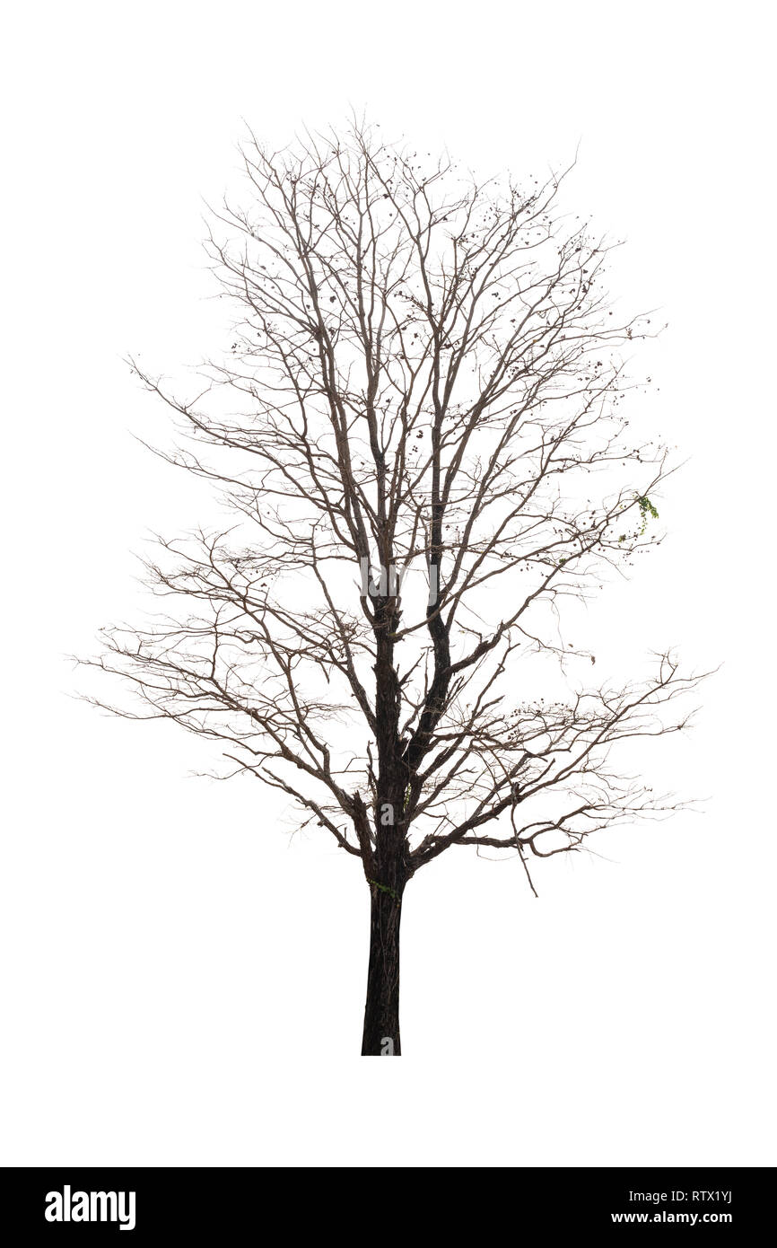 Single old and dead tree isolated on white background Stock Photo - Alamy