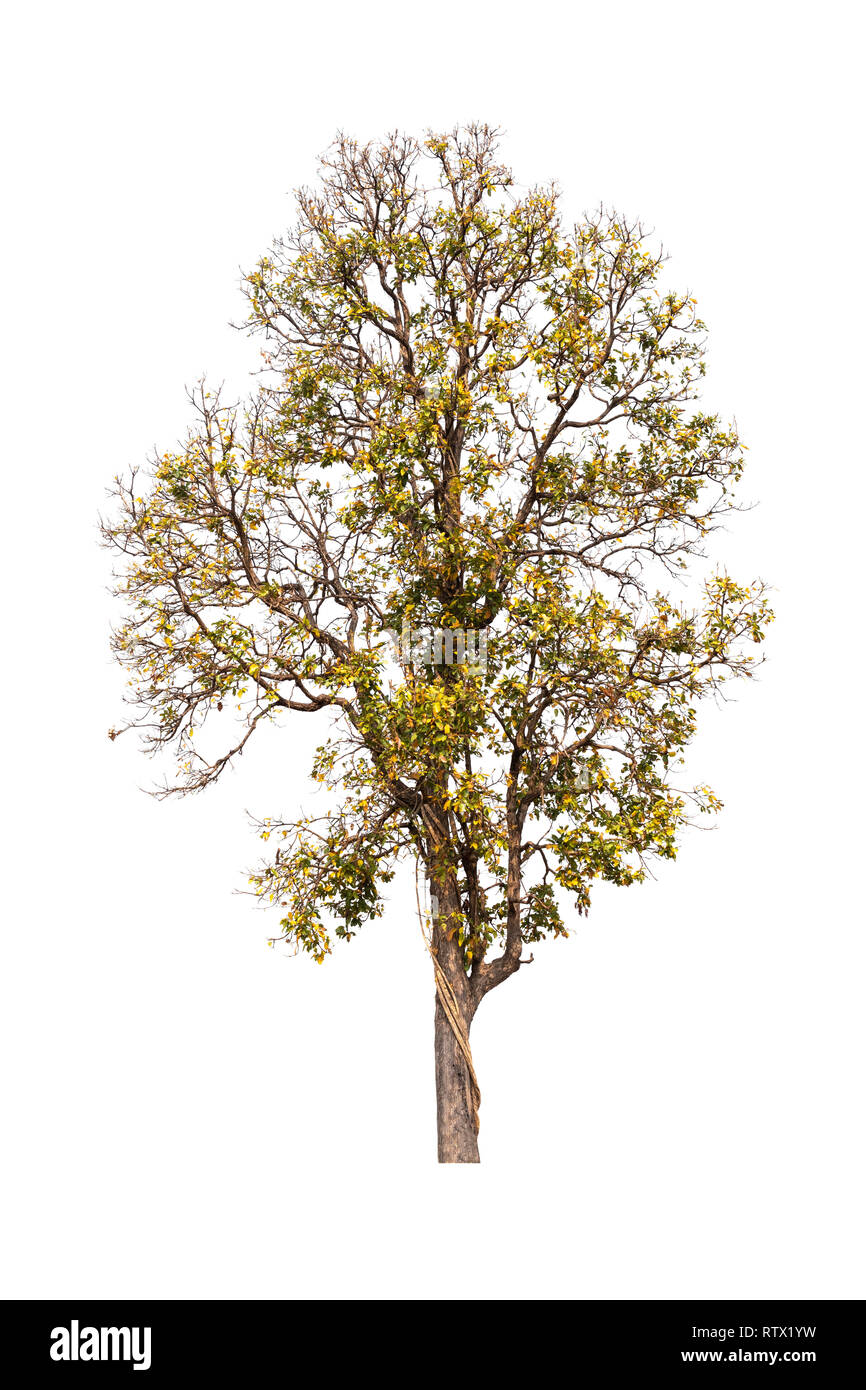 Isolated tree on white background Stock Photo - Alamy