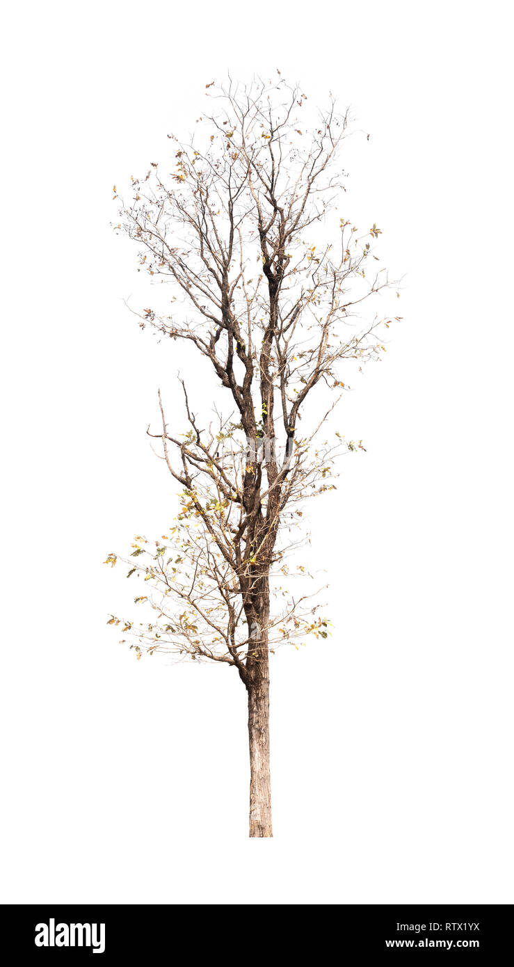 Single old and dead tree isolated on white background Stock Photo - Alamy