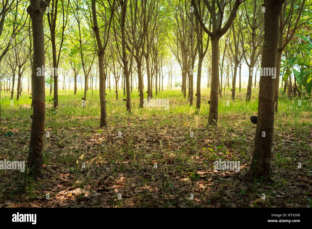 Row of para rubber tree in plantation Rubber tapping Stock Photo - Alamy