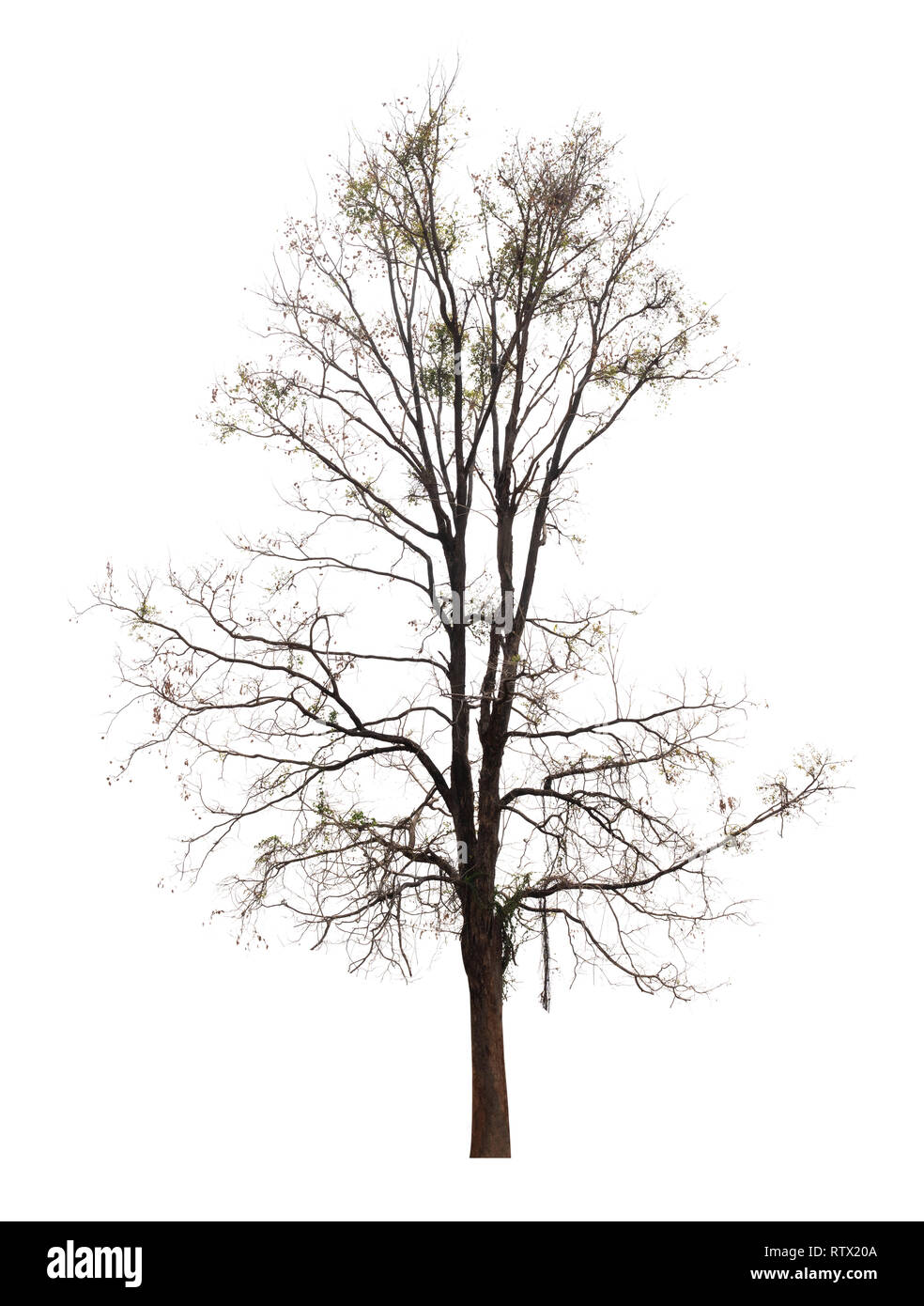 Single old and dead tree isolated on white background Stock Photo - Alamy