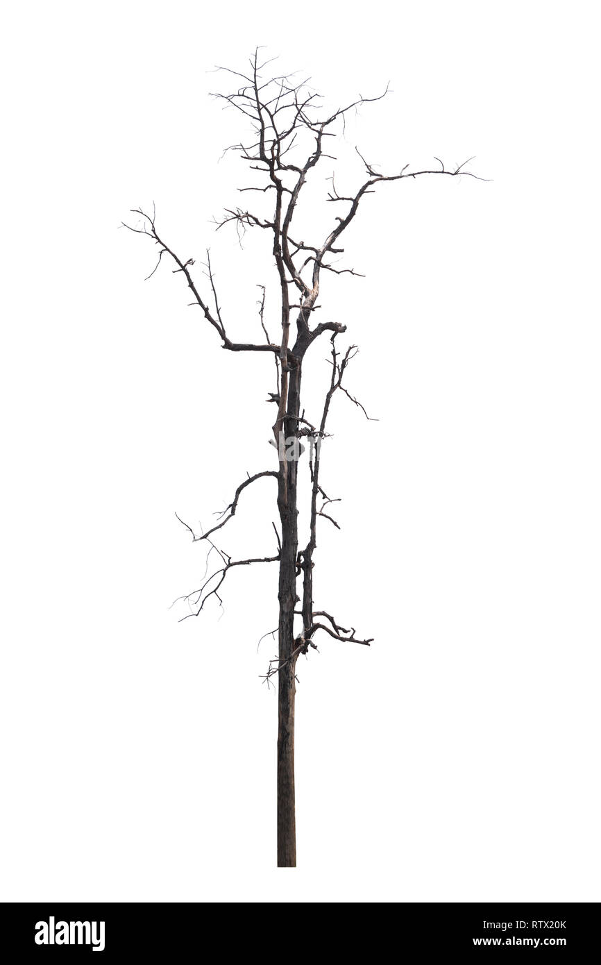 Dead tree Cut Out Stock Images & Pictures - Alamy