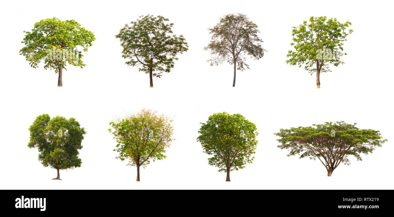 Isolated trees on white background , The collection of trees Stock ...