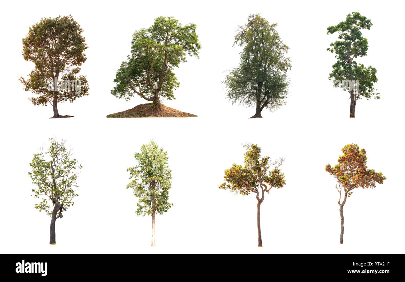Isolated trees on white background , The collection of trees Stock ...
