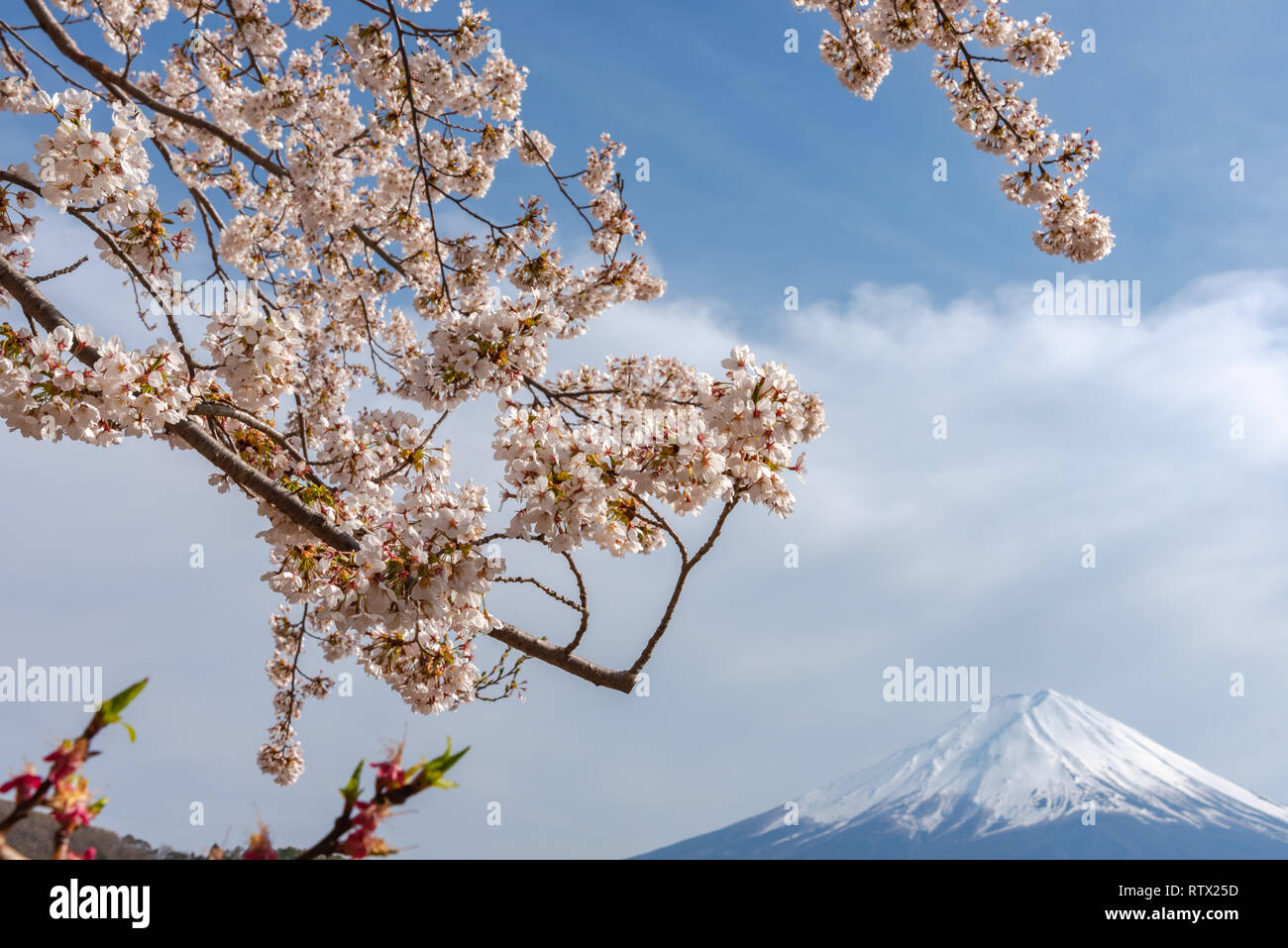 Close-up snow covered Mount Fuji ( Mt. Fuji ) with blue sky background ...