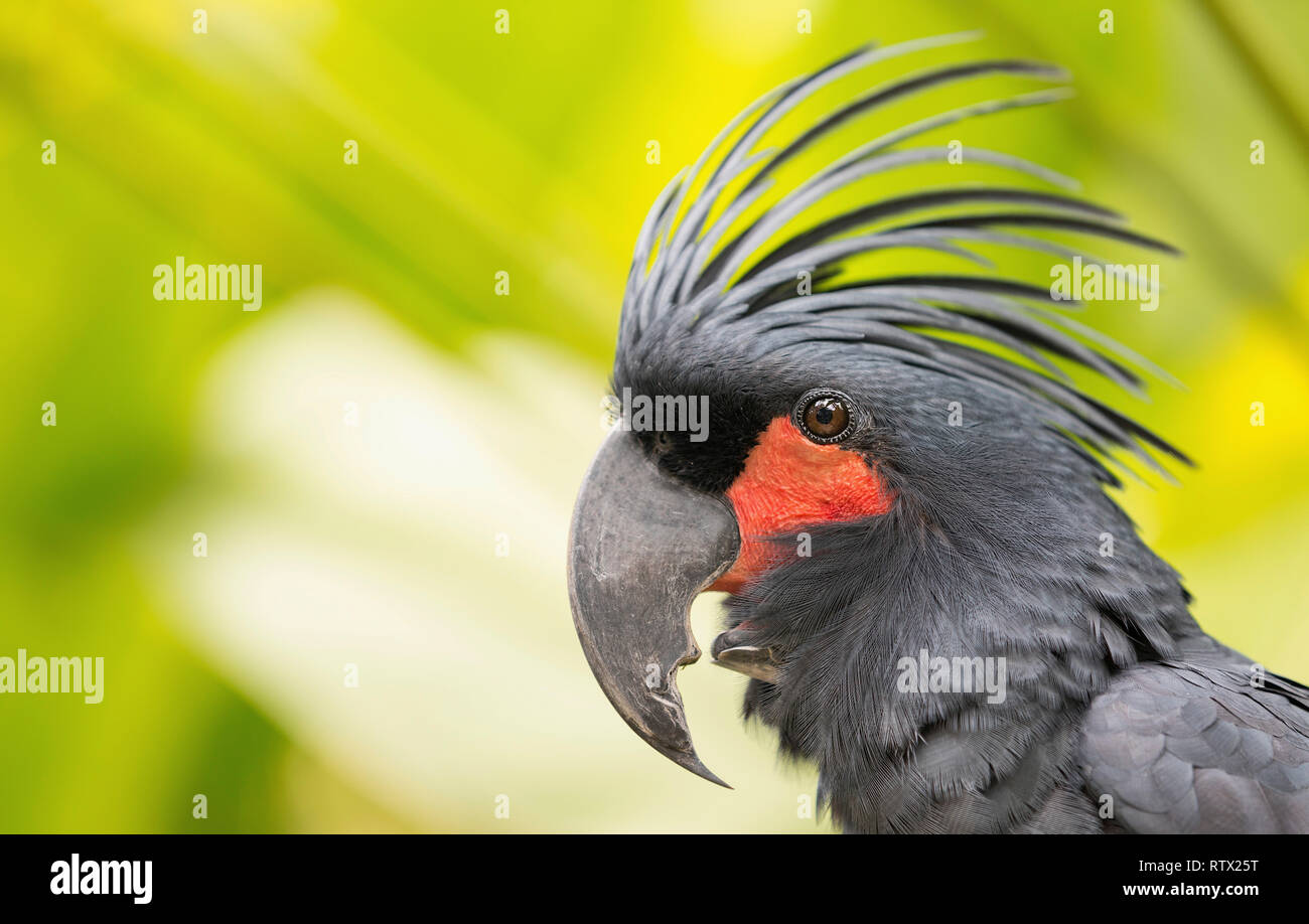 Black parrot in Bali a zoo. Indonesia Stock Photo - Alamy