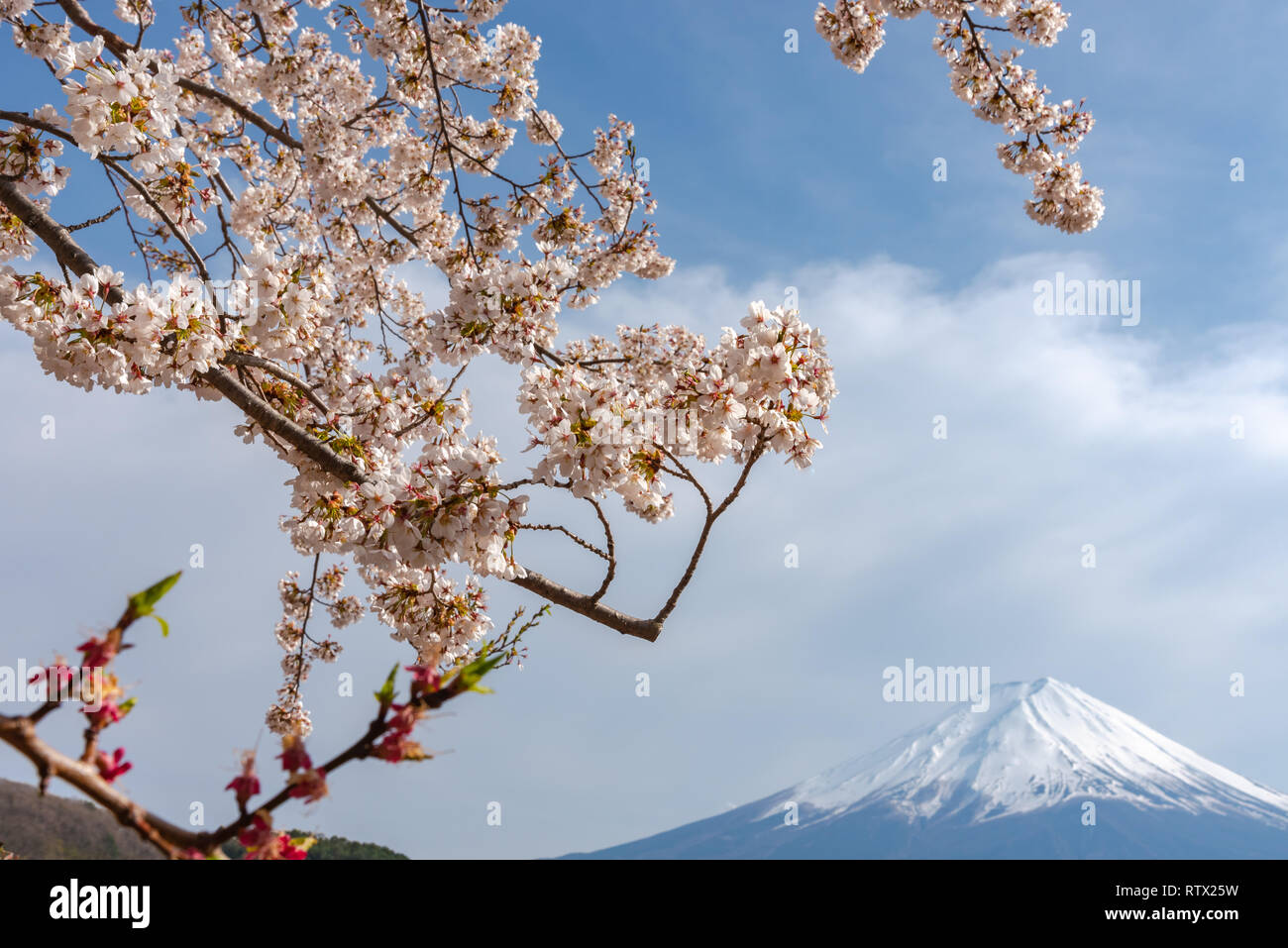 Close-up snow covered Mount Fuji ( Mt. Fuji ) with blue sky background ...