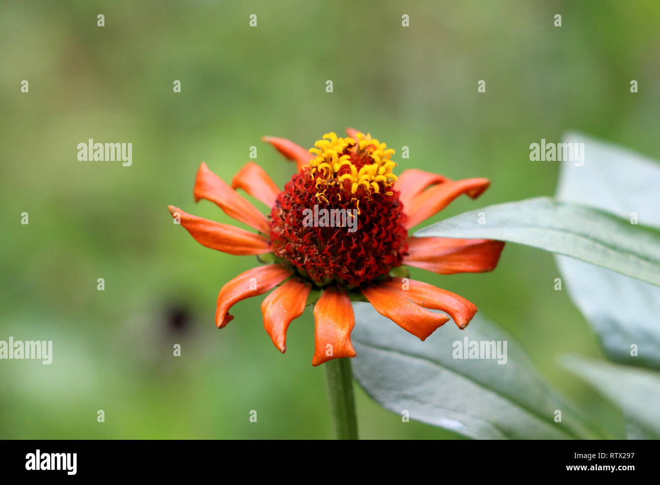 Blooming fully open Zinnia flower with single row of orange petals ...